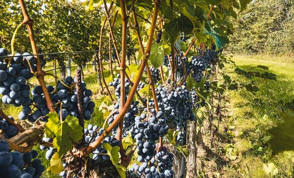 Hagmann 2023 Zweigelt 1,0 L bei WirWinzer bestellen