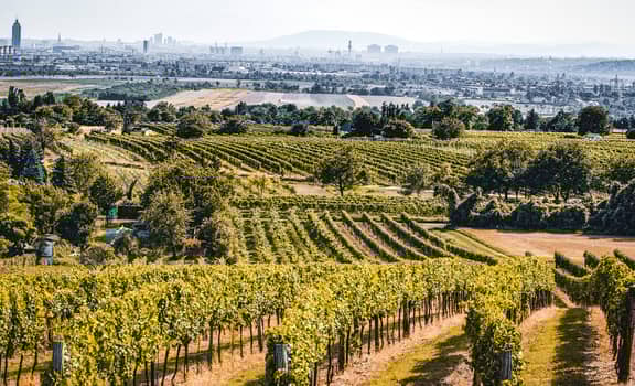 Weingut Rainer Christ - direkt vom Winzer